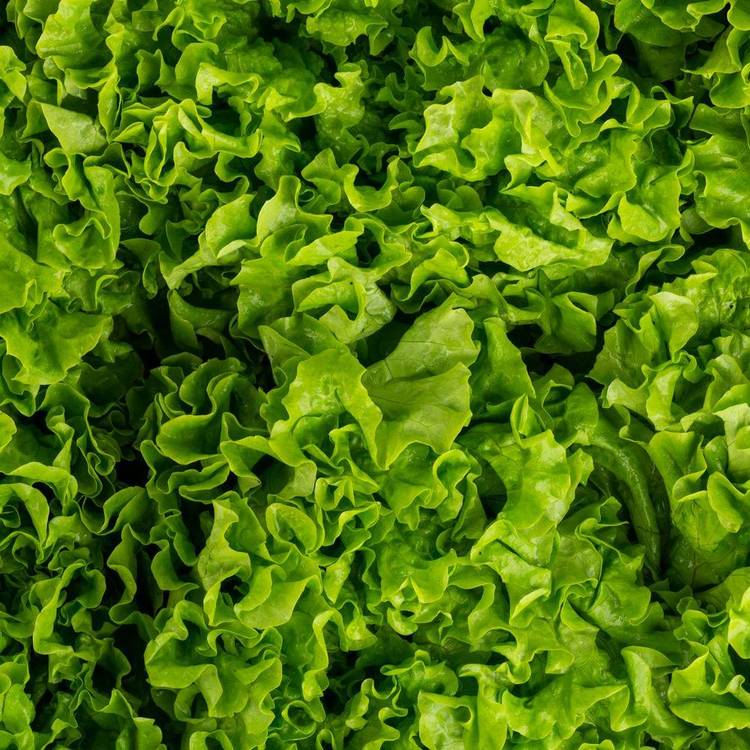 La Salade batavia verte - mon-marché.fr