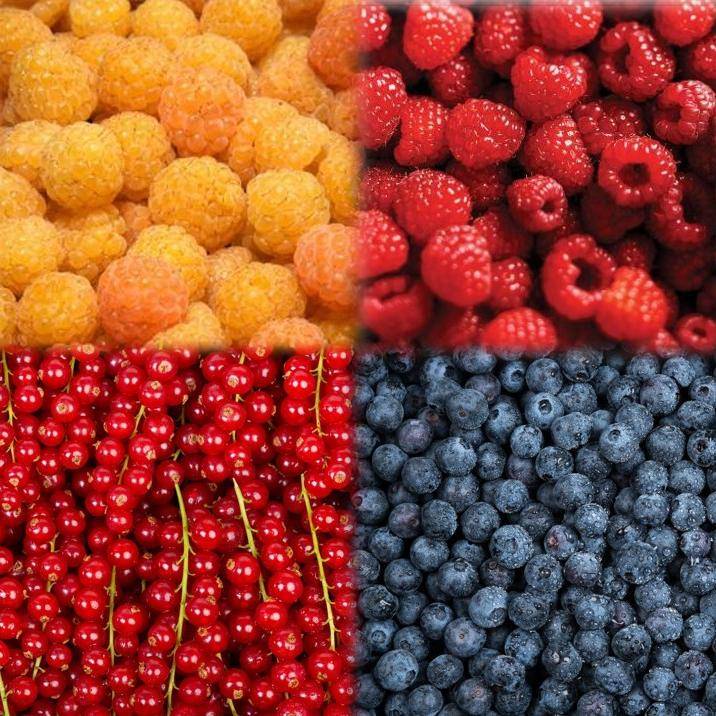 Le Mélange de fruits rouges 4x100g - Mon Marché