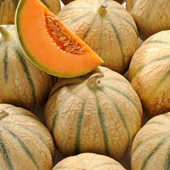 Le Melon Lorenzini - mon-marché.fr