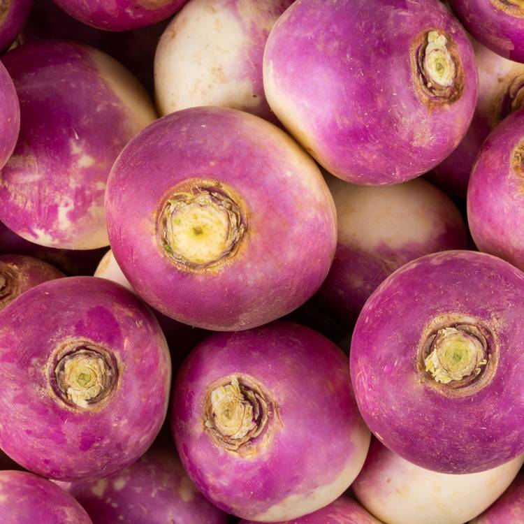 La Rave (ou Navet violet) - mon-marché.fr