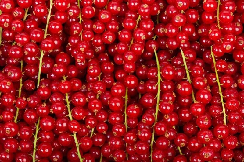 La Groseille rouge pour confiture - Mon Marché