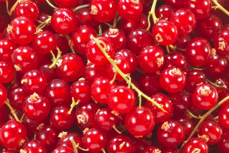 La Groseille rouge - Mon Marché