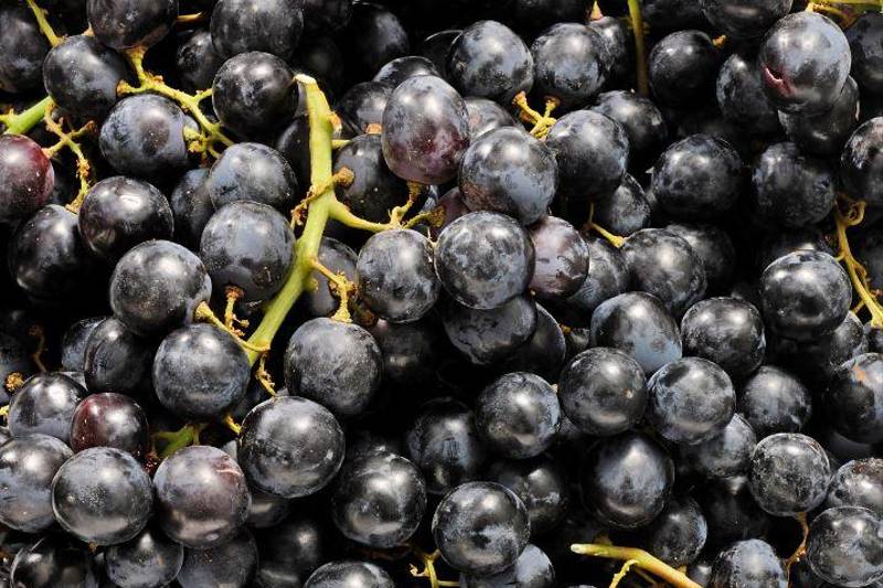 Le Raisin noir ribier - Mon Marché