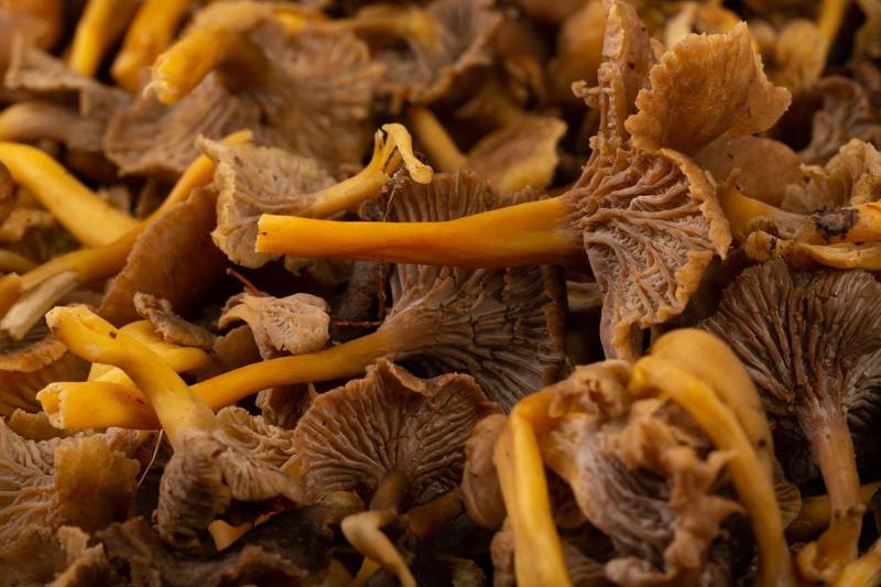 Les Chanterelles Grises - Mon Marché