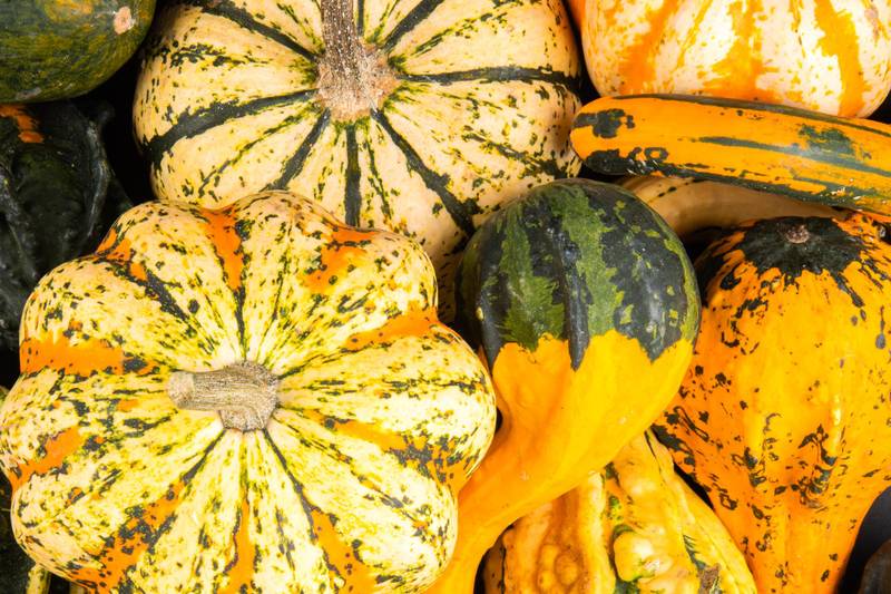 La Coloquinte décorative (non comestible) - Mon Marché