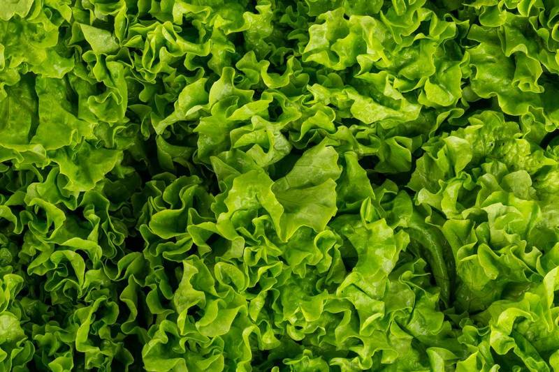 La Salade batavia verte - mon-marché.fr