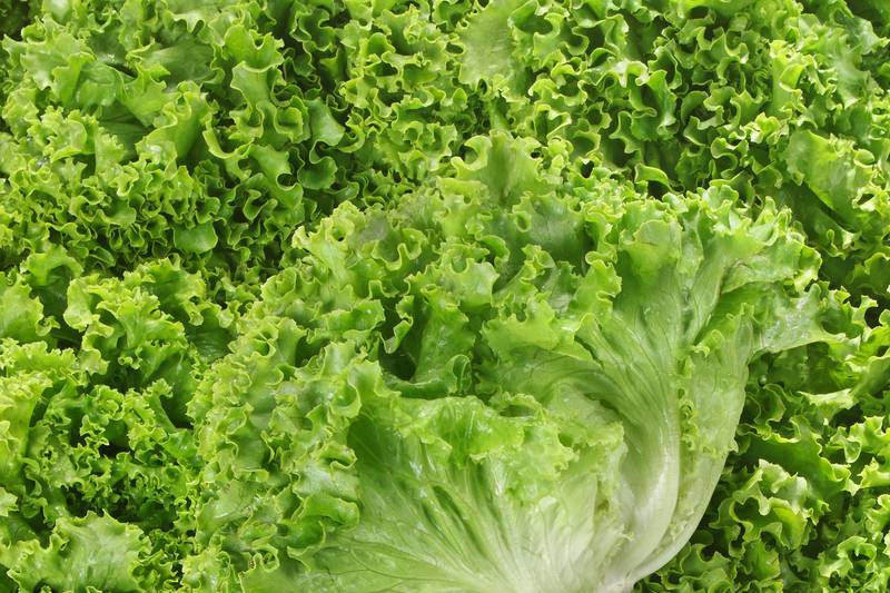 La Salade batavia verte - Mon Marché