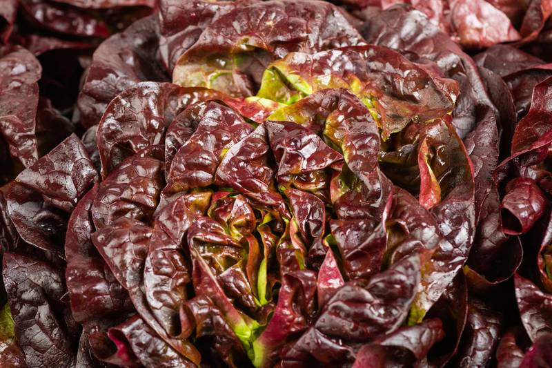 La Salade laitue rouge - Mon Marché