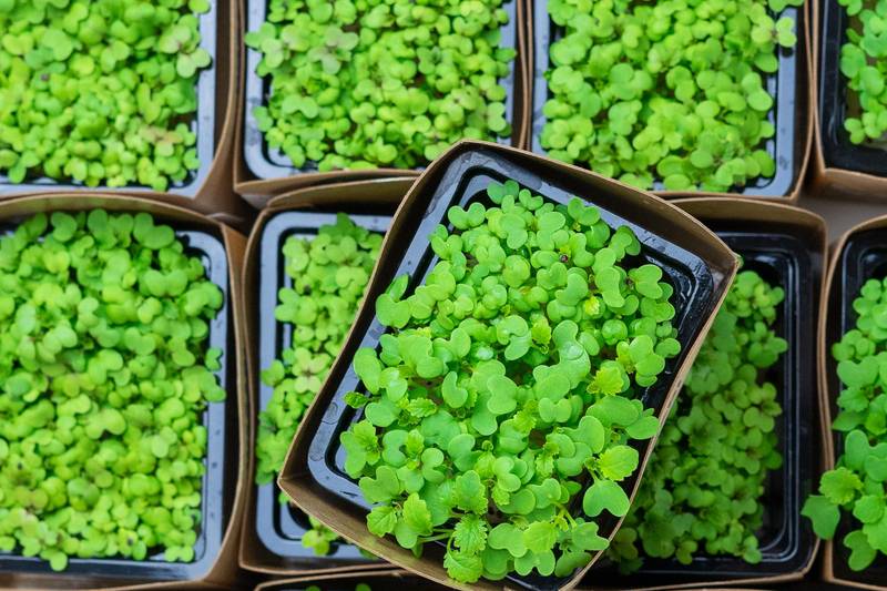 Les Micro-pousses de wasabi - 5g - Mon Marché