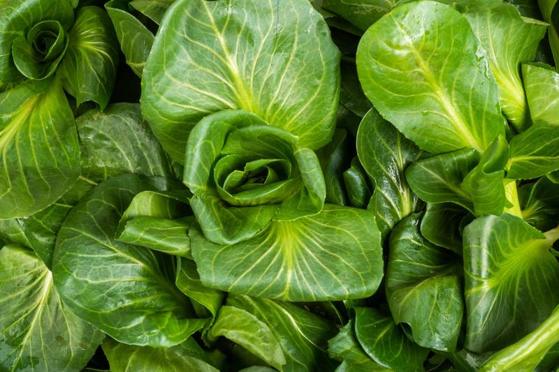 La Chicorée Verte - Mon Marché