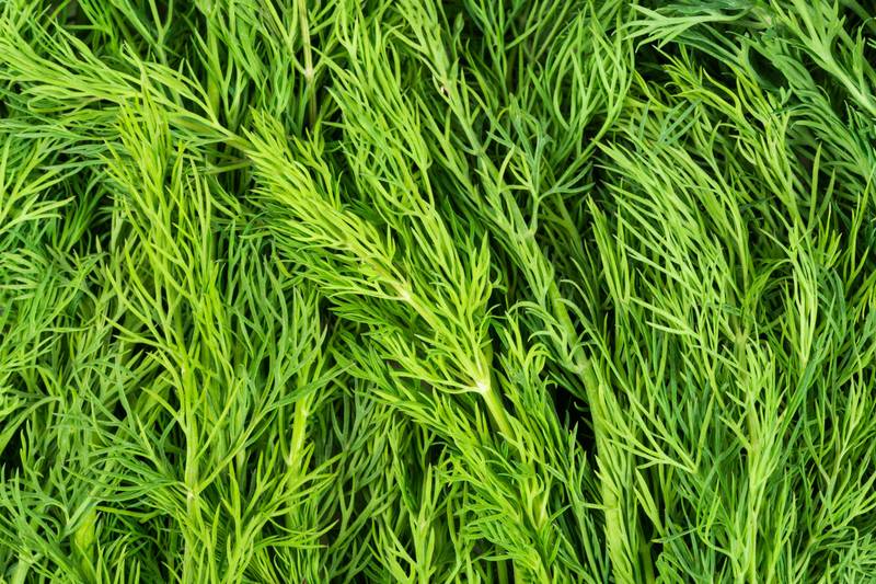 L'Aneth en bouquet - Mon Marché