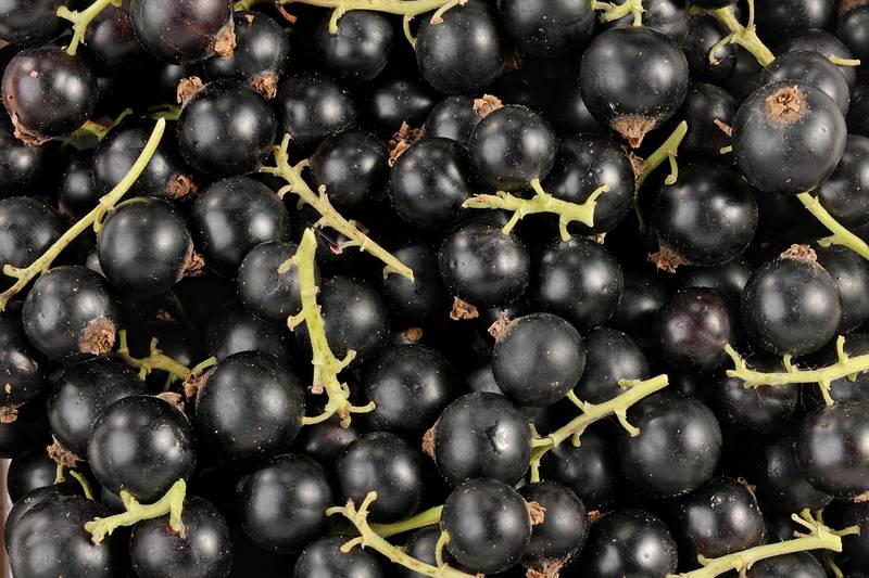 Le Cassis - Mon Marché