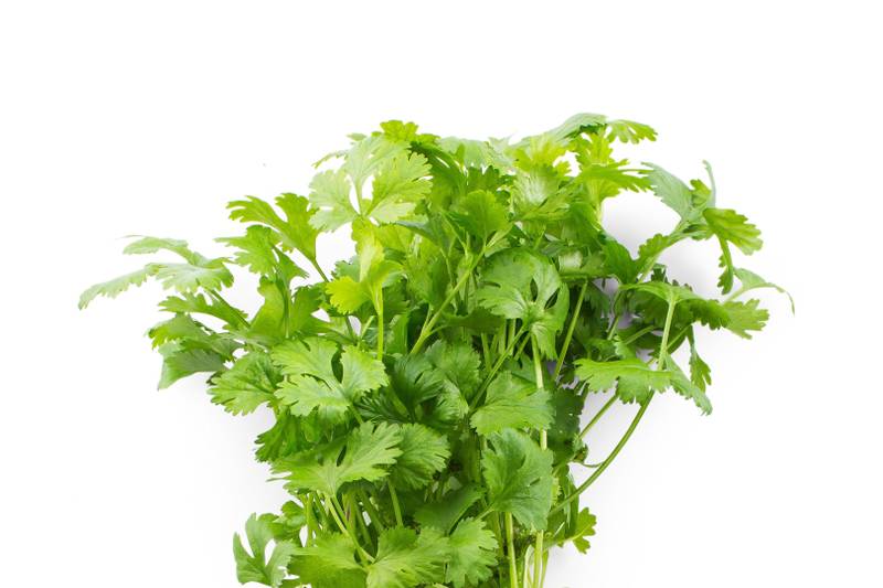 La Coriandre en pot HVE - mon-marché.fr