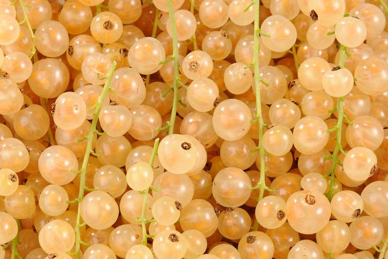 La Groseille blanche - Mon Marché