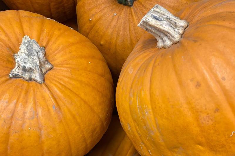 La Courge "Jack o lantern" Halloween (6 à 8 kg) - mon-marché.fr